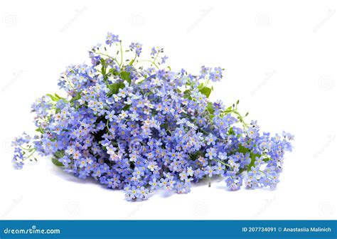 Bouquet Of Blue Flowers Forget Me Not On White Background Stock Image