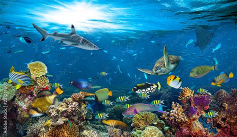 Coral Reef Fish Background