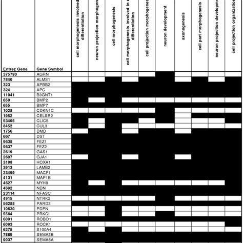 David Functional Cluster Analysis Genes Involved In Functional