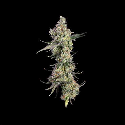 Happy Valley Genetics Flower Lemon Smuggler Select Strain East