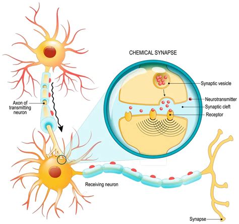 Neuron Synaptic Cleft