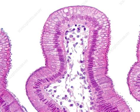 Simple Columnar Epithelium Light Micrograph Stock Image C0528855