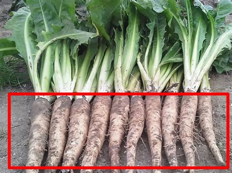 Chicory Root Tea Benefits In Traditional Chinese Medicine Tcm