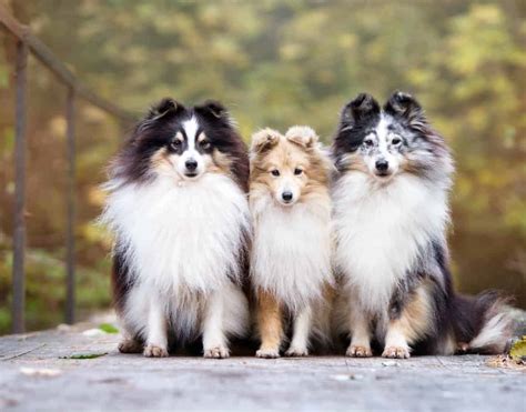 Mionra Sheltie Puppies