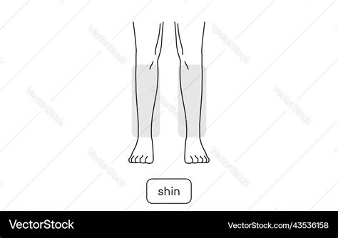 Mens Hair Removal Area Shin Royalty Free Vector Image