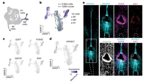 Nat Neurosci 单细胞转录组揭示人类胚胎脊髓发育 知乎