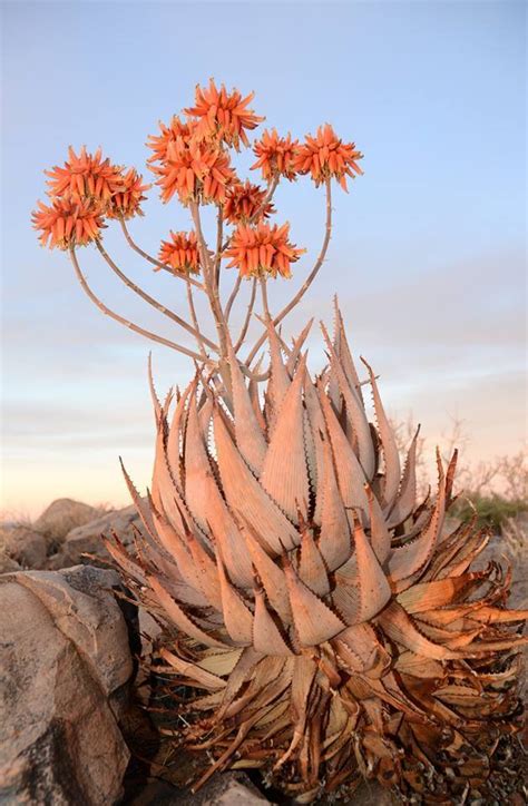 Plantfiles Pictures Aloe Species Sand Aloe Aloe Hereroensis By