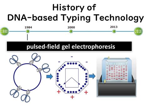 Bacterial Strain Typing Pfge Mlst And Mlva In Molecular Epidemiology