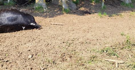 Blixten Tog Livet Av Sex Kor