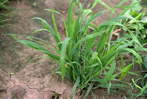 Orchardgrass Dactylis Glomerata
