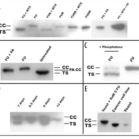 Visualization Of CCs In Cancer Cells After Acute Treatment With FU And Download Scientific