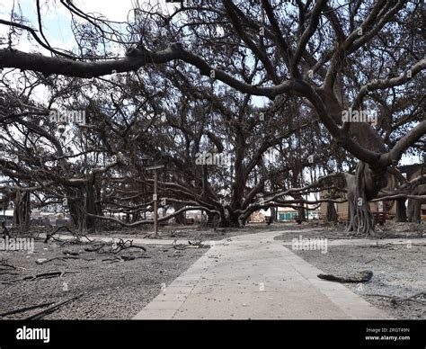 Lahaina Maui Usa 10th Aug 2023 The Historic Banyan Tree Is Burned