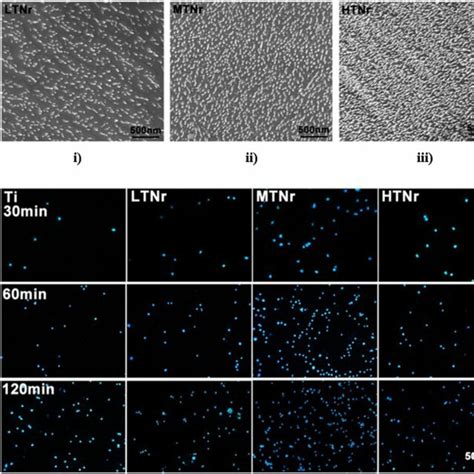 A Sem Images Representing Tio 2 Nanorod Arrays Of Low Density Ltnr Download Scientific
