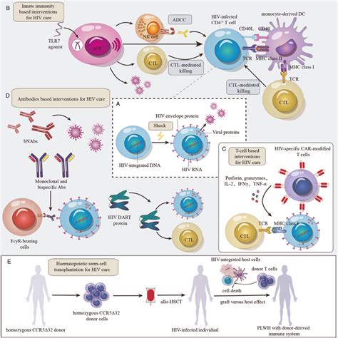 Immune Interventions For Hiv Cure A Shock Hiv Out Of Hiding Hiv Download Scientific