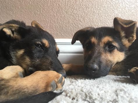 Brother And Sister Scrolller