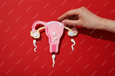 Premium Photo Concept Of Fertilization Period Of Ovulation Ovum