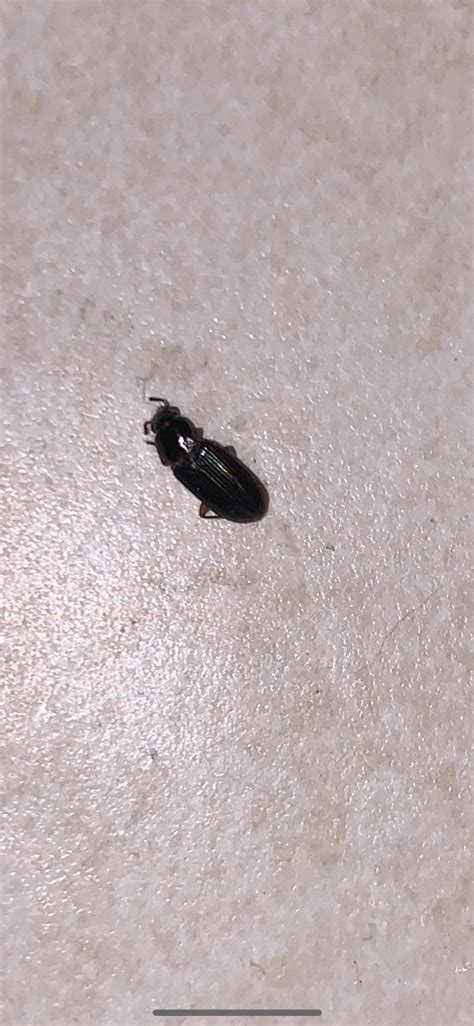 Found This In The Couch During My Paranoid Bed Bug Search 60 Days No Such Evidence What Is