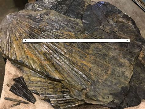 Rare Palm Tree Fossil Alpine Boulder Company