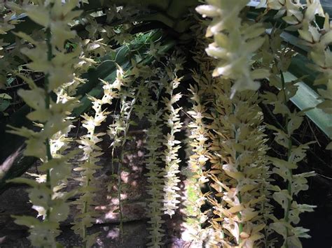 Diaphananthe Sanfordiana Orchid Photo Gallery