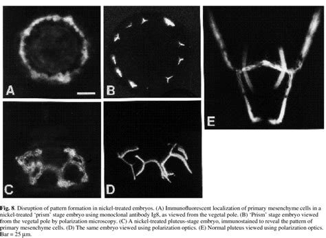 Expression Of Ectodermal Markers In Partially Radialized Embryos A B Download Scientific