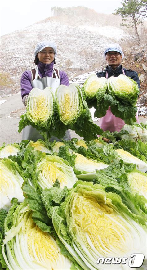 갓 수확한 유기농 배추 뉴스1