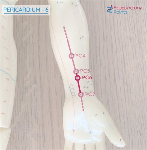 Pericardium 6 Neiguan Inner Frontier Gate Acupuncture Points
