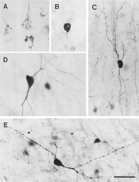 table 1 from d 1 receptor in interneurons of macaque prefrontal cortex
