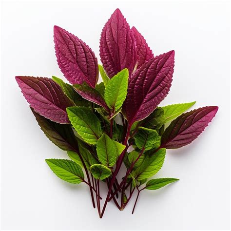 Green Amaranth Leaves Images Free Download On Freepik