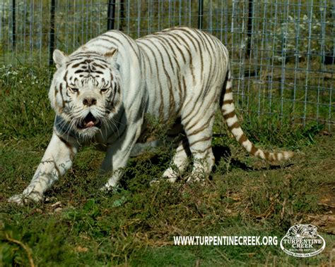 Tiger With Down Syndrome