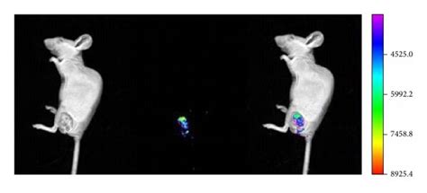 Auncs Sio2 Fa Nanoprobes For Fluorescence Imaging A In Vitro Download Scientific Diagram