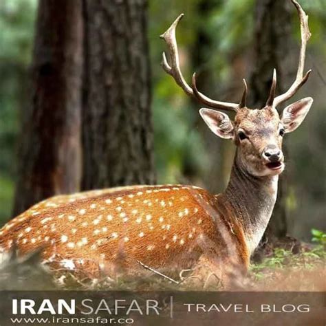 Wildlife Of Iran Full Guide To Irans Fauna Info And Facts