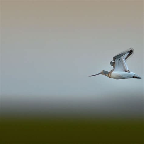 Welke Vogel Vliegt Als Hij Niet Trekt Zeer Weinig Vogel Meester
