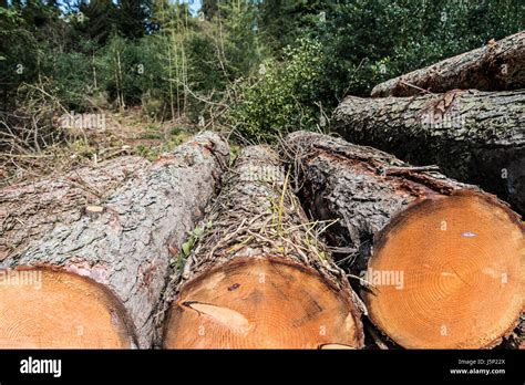 Logs Stacked Up After Tree Feeling In Longleat Forest Wiltshire Stock Photo Alamy