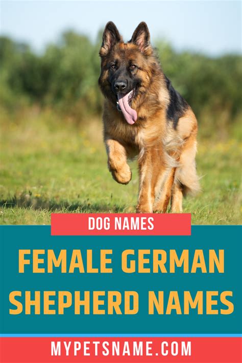 Female German Shepherd Names Female German Shepherd German Shepherd