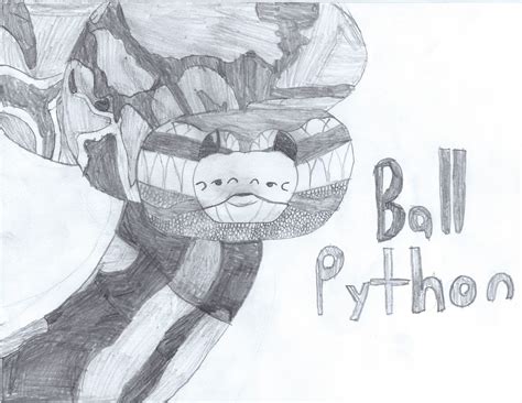 Ball Python Drawing By Dswenson Dragoart