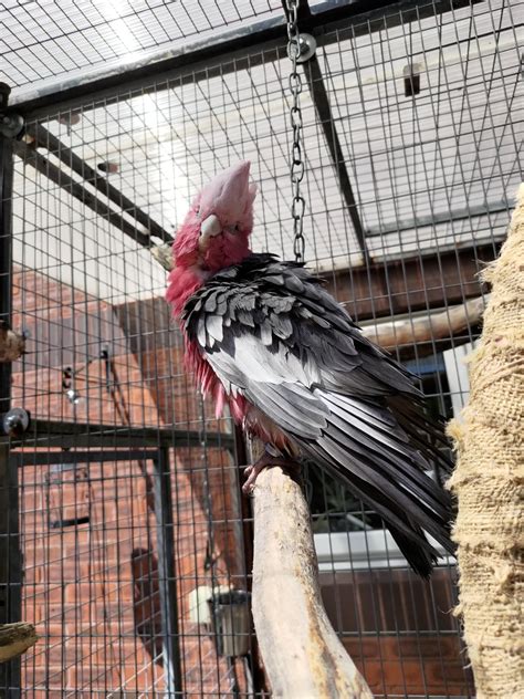 Look At Me Im Pretty Ruby Update In Comments R Partyparrot
