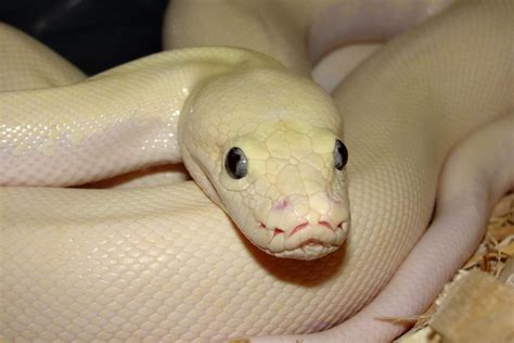 Olokun Leucistic Burmese Python M 2 By The Shiznite On Deviantart