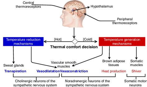 A Simplified Human Thermoregulation The Hypothalamus Checks The Bodys Download Scientific