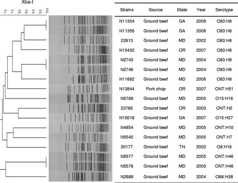 Dendrogram Of Pfge Profiles Obtained By Xbai Digestion For 17 Stec