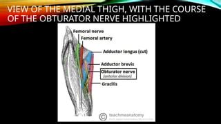 Comprehensive Overview Of The Obturator Nerve Anatomy Function And