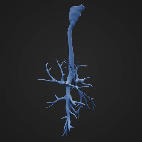 Stl File Trachea ⚕️・3d Print Design To Download・cults