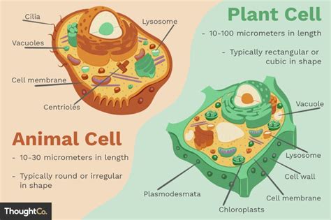Ib Myp Science Summative Assessment Cells Etsy