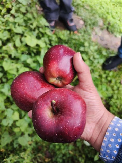 Mohit Singh Rathore On Linkedin Apple Orchard Visit