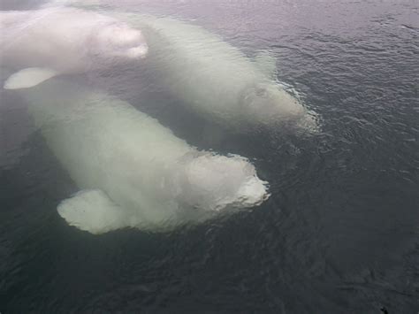 Beluga Whale In The Arctic