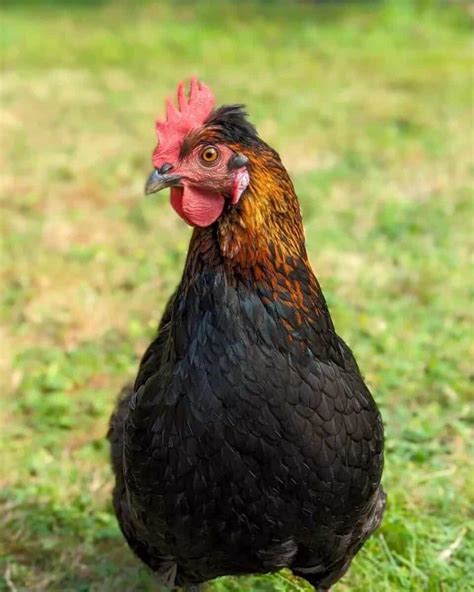 Olive Egger Chicken Breed Profile Facts And Pictures