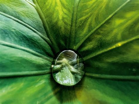 Apple Announces 10 Best Macro Photos Using An Iphone Apple Announces 10 Best Macro Photos Using An Iphone