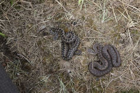 Adder Pics 2008 Reptiles And Amphibians Of The UK Forum Page 8