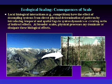 Emergence Of Landscape Ecology Equilibrium View Structure Function