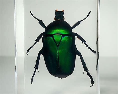 Insects In Resin Butterflies And Beetles Also Available Wholesale