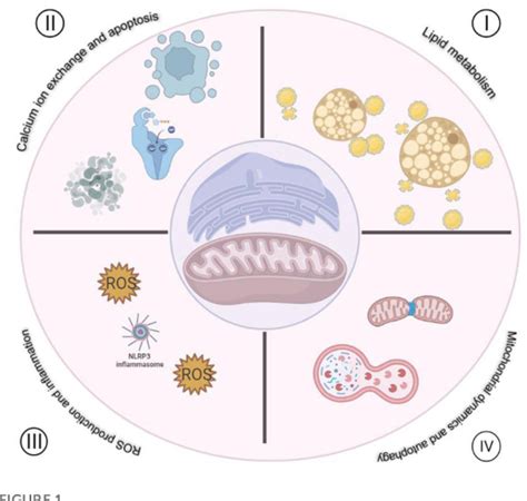 Figure 1 From The Role Of Mitochondria Associated Membranes Mediated